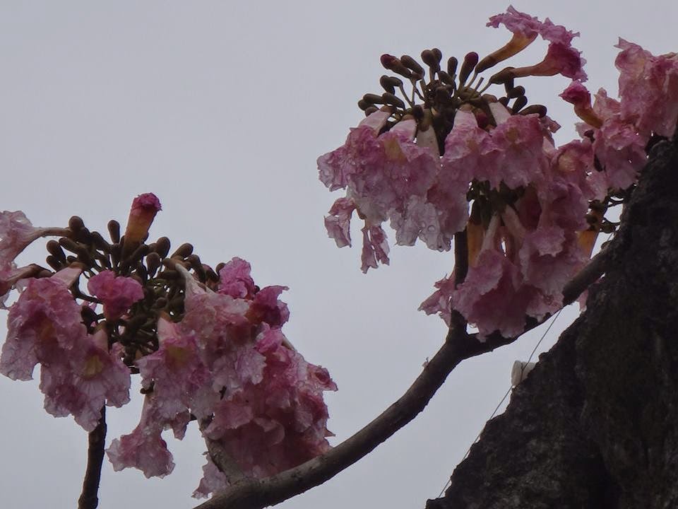 Uma flor por dia: Ipê-rosa
