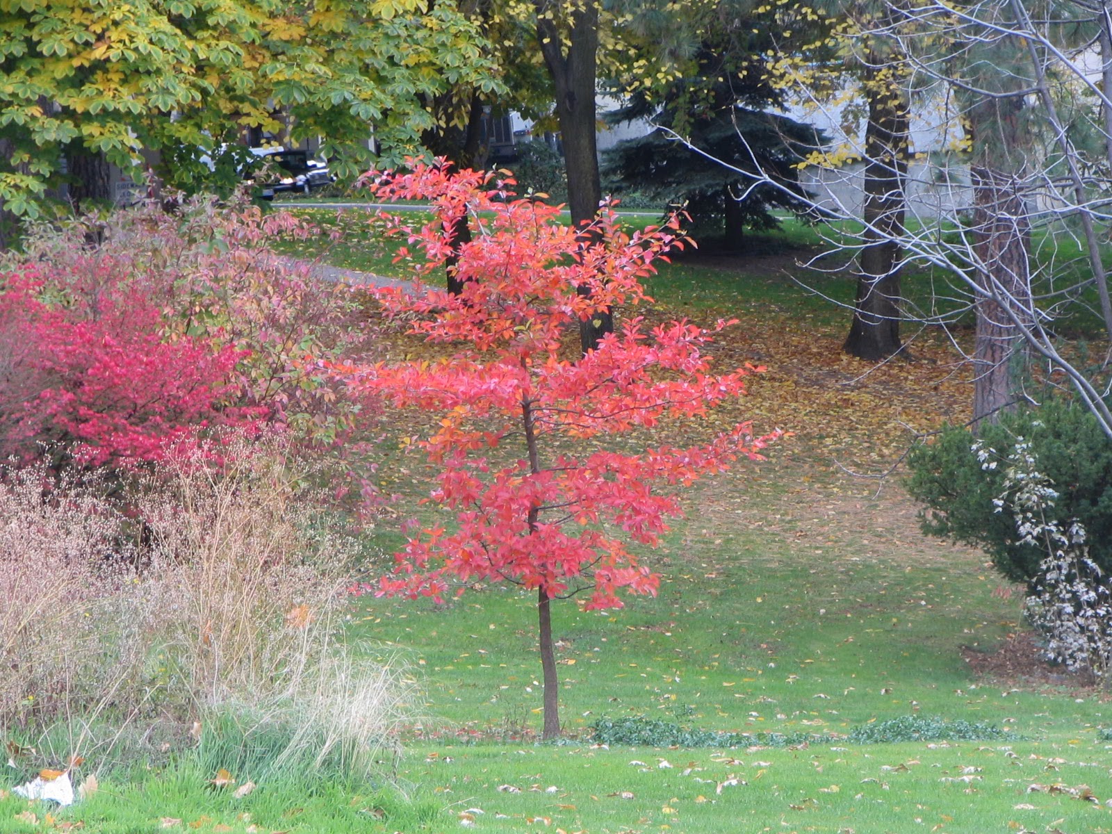 Trees of Santa Cruz County: Nyssa sylvatica - Tupelo tree