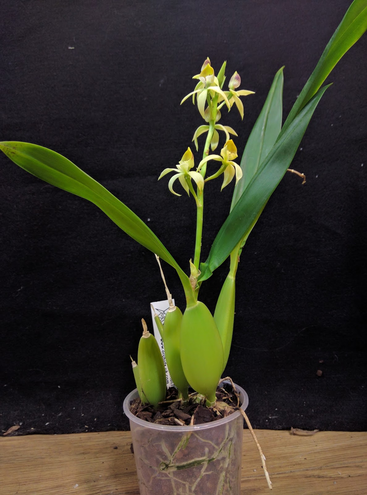 Kev's Orchids: Bloom Event - Prosthechea lancifolia (trulla)