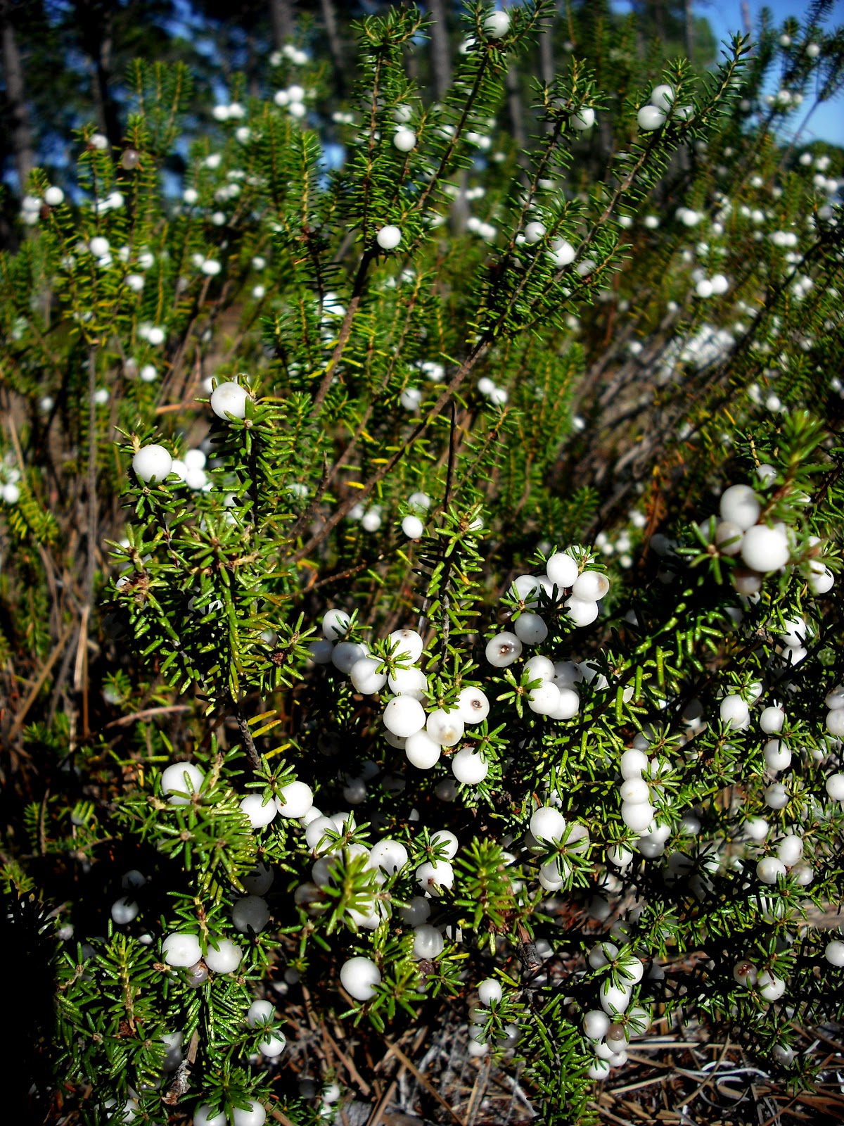 Magnólia: Camarinhas - Corema album