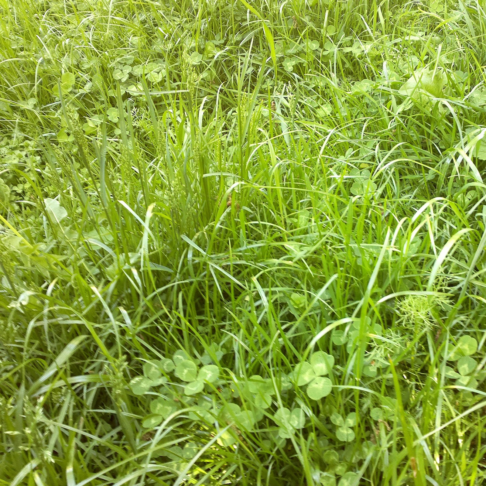 . Arjen takaa .: Miksi ruoho on aina vihreämpää naapurin puolella?