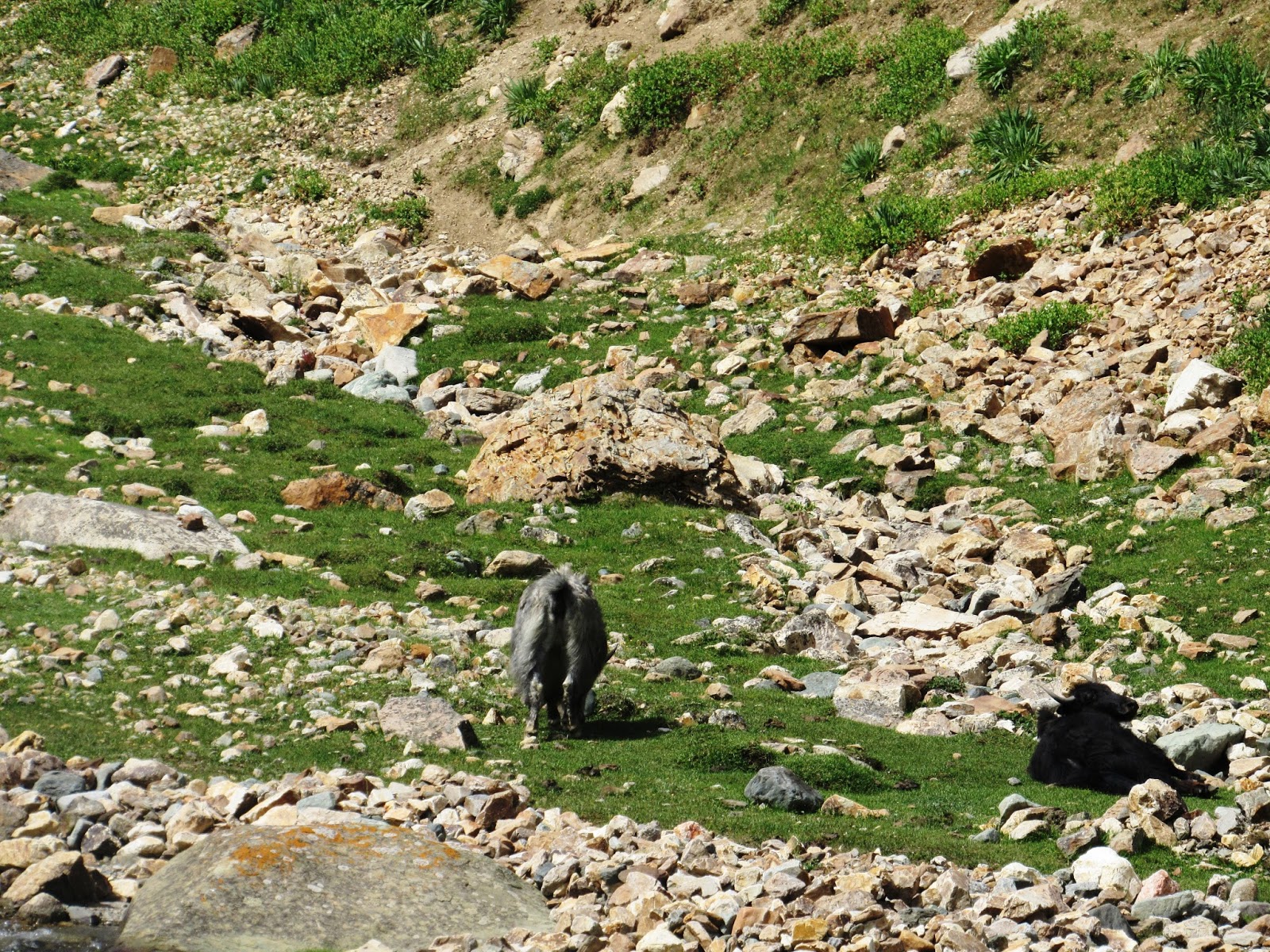 Yak: The Cryophilic Species Of Baltistan: YAK LIKE TO LIVE NATURAL ...