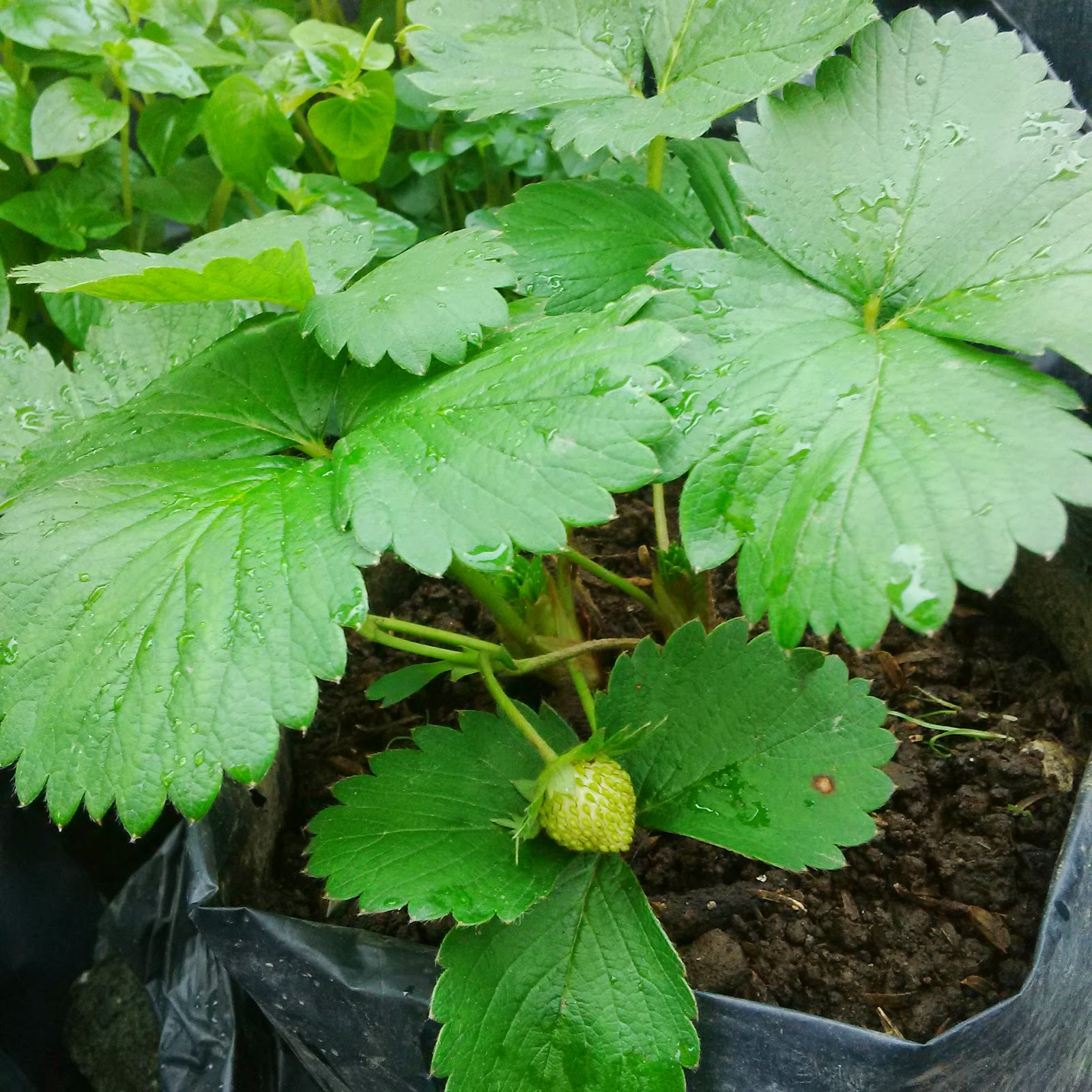 Strawberry's friday: Tanaman strawberry dataran rendah
