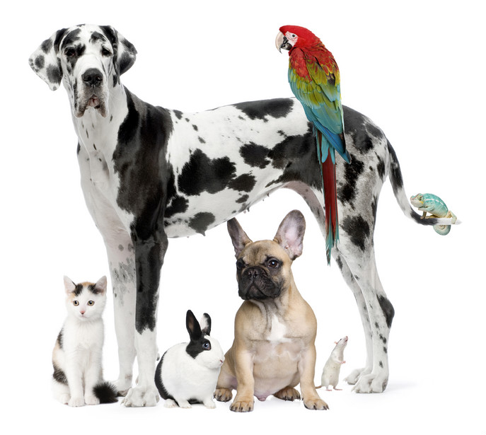 Pets Health: How To Choose A Pet
