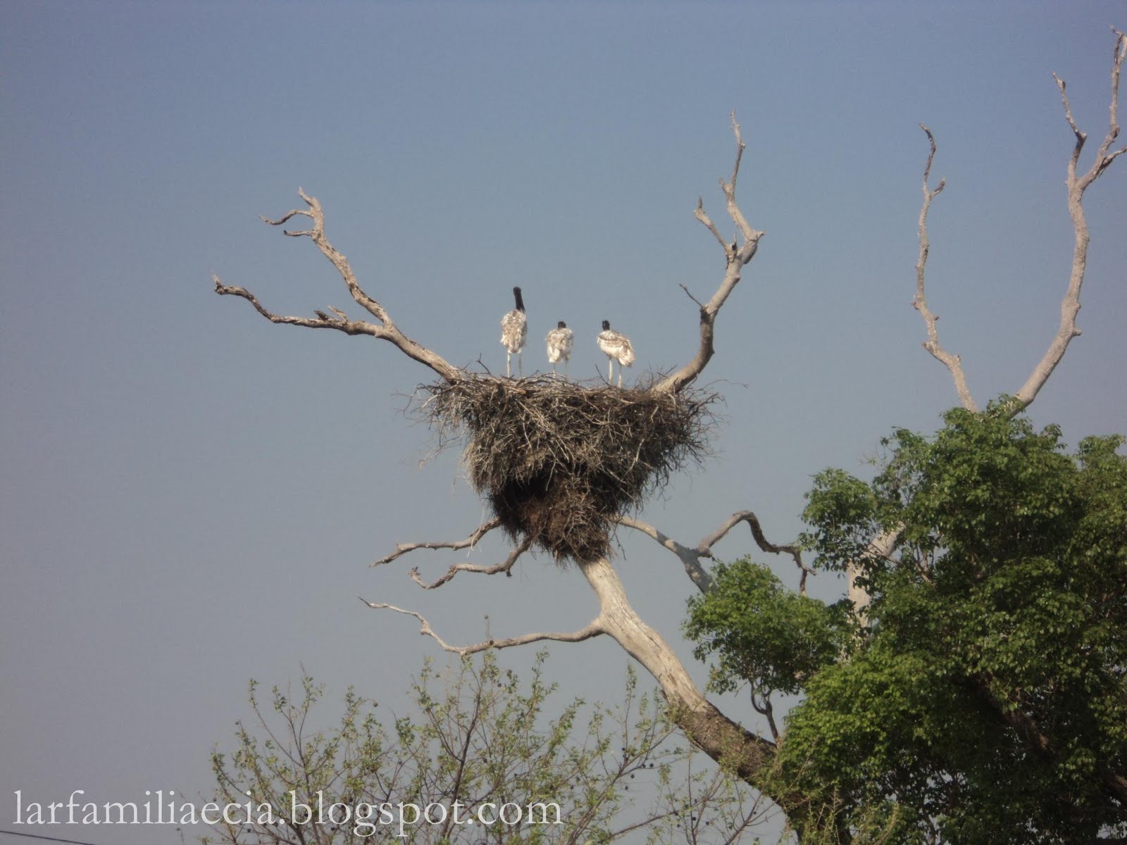 Ninho de Tuiuiu no Pantanal de MS - Lar, Família & Cia