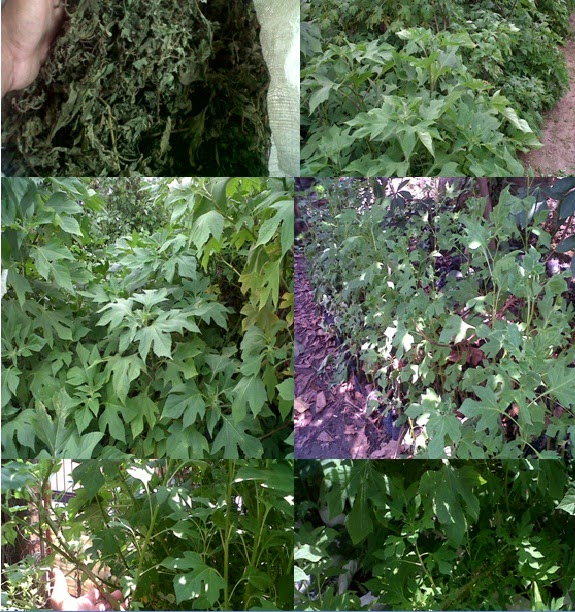 DAUN INSULIN / YAKON BATANG (Thitonia Diversifolia) - BAHAN BAKU HERBAL