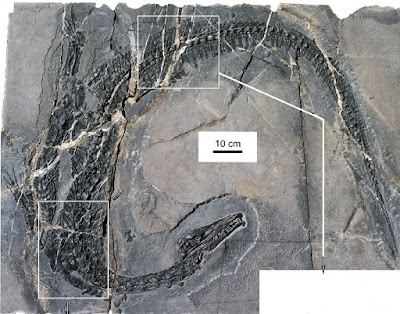 Species New to Science: [Paleontology • 2016] Litorosuchus somnii • A ...