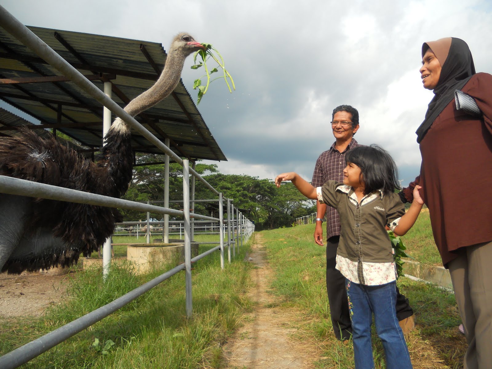 Ostrich Farm Perlis | Helina Hani
