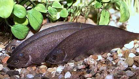 ZA FISH ACTION: African Brown Knife Fish (Xenomystus nigri), Ikan yang ...