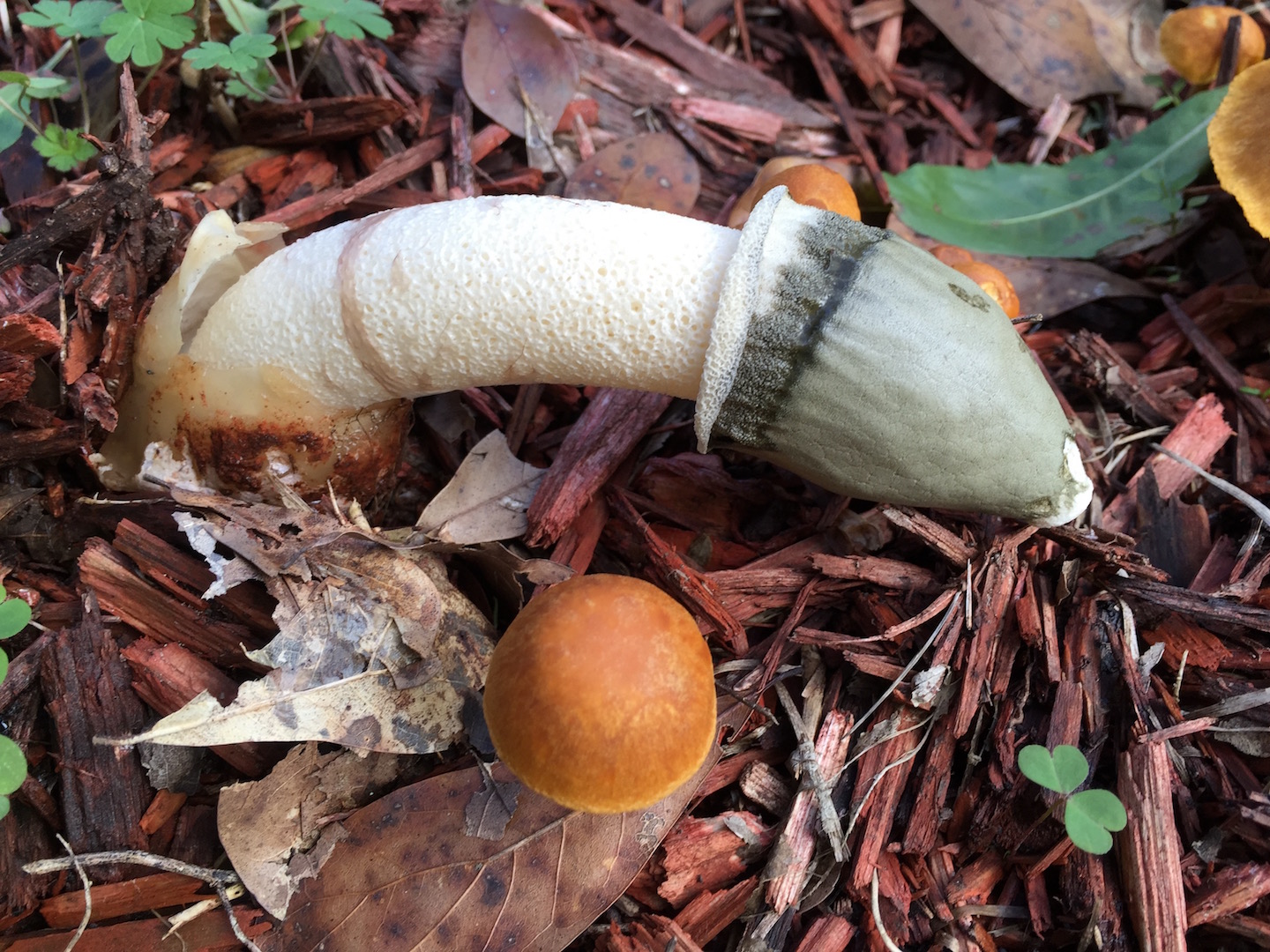 MARIETTE'S BACK TO BASICS: {Phallus Impudicus or Stinkhorn}