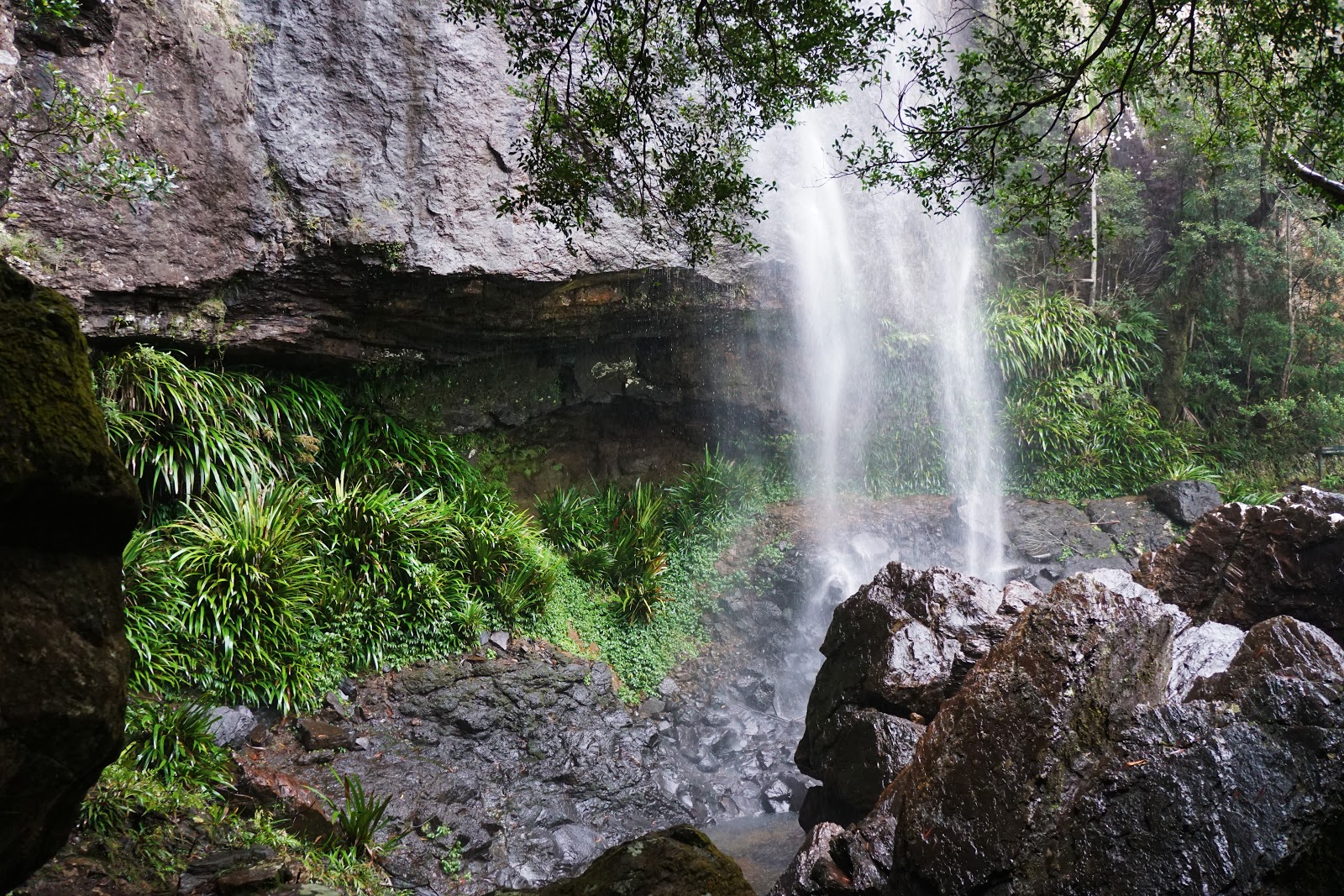 Warrie Circuit (Springbrook National Park) ~ The Long Way's Better