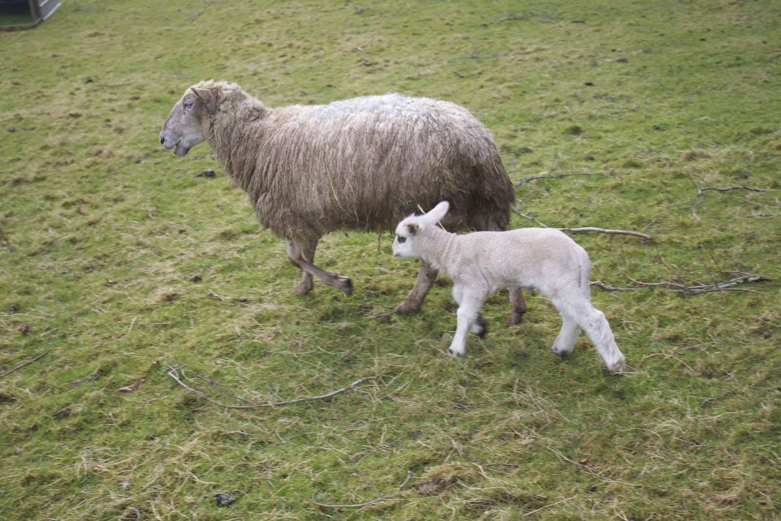 Bandit Stole my Heart: The life of sheep