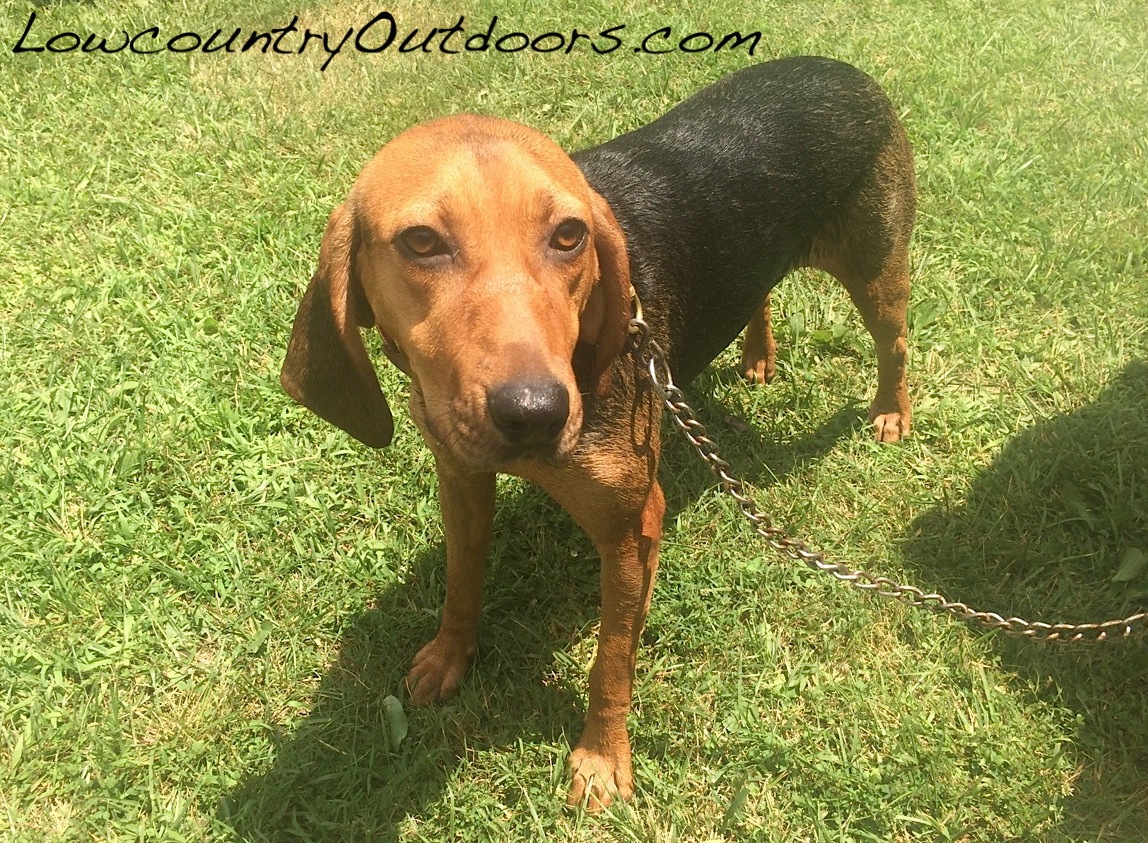 Lowcountry outdoors: 2016 Saluda Coon Dog Day