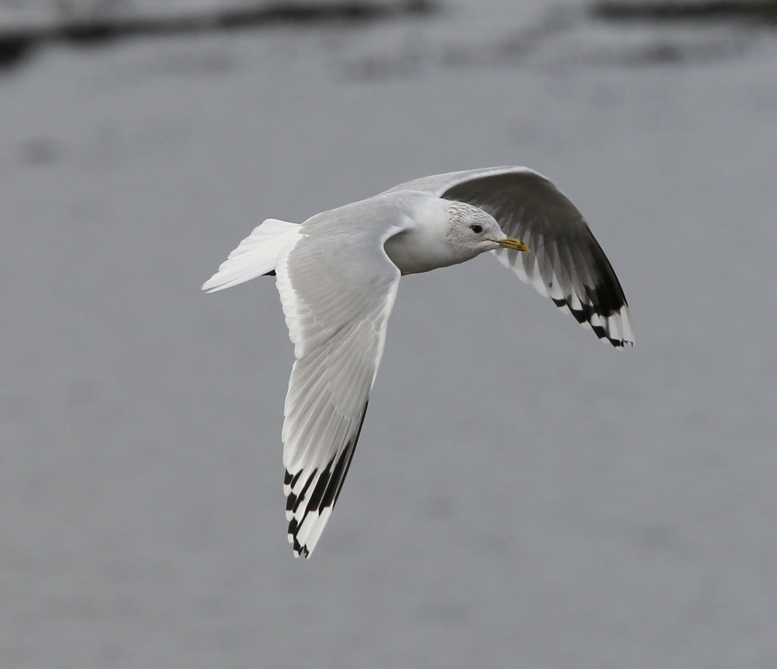 Chris Gibbins - gulls & birds: Extreme of Common Gull wing tip pattern