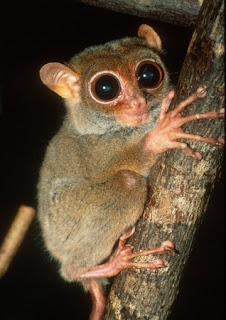 Teen Entertainment: Tarsier(Tarsius) Information