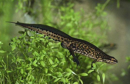 Quase Extintos: Tritão-Palmado