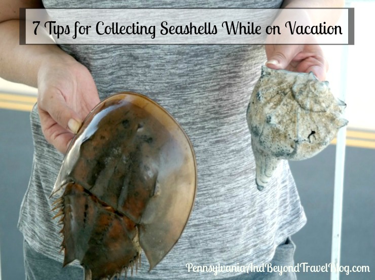 Pennsylvania & Beyond Travel Blog: 7 Tips for Collecting Seashells ...