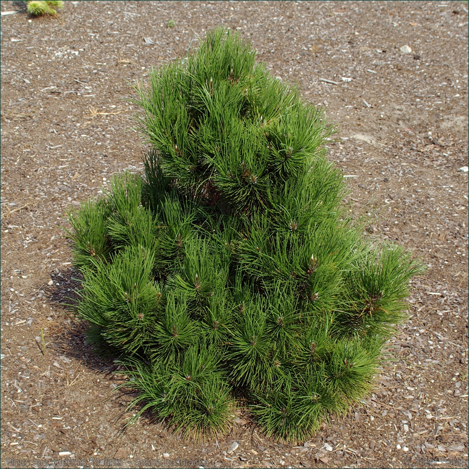 Plant Gallery - Encyklopedia Roślin: Pinus heldreichii 'Malinki', Pinus ...