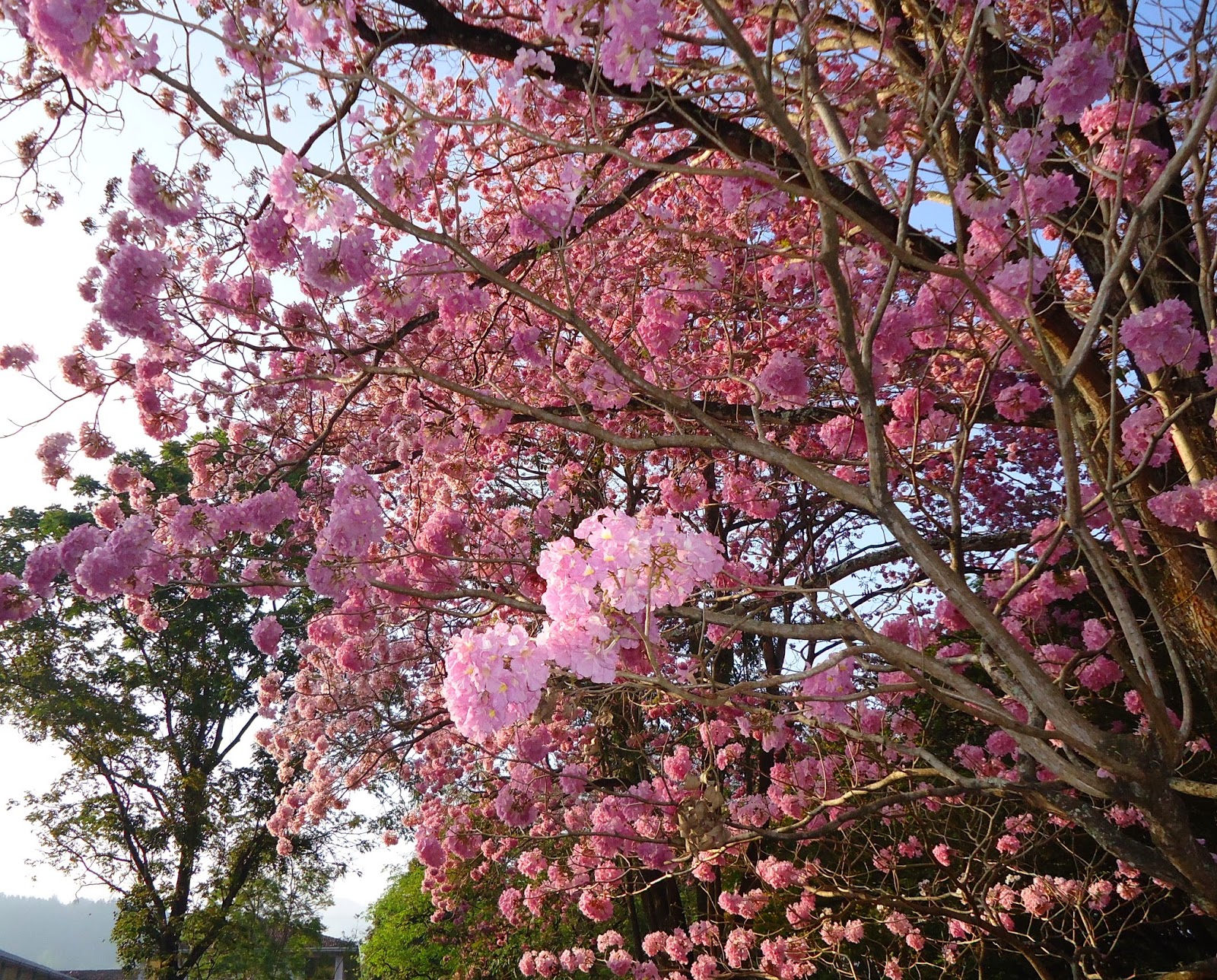 DIW Photography: University Of Peradeniya