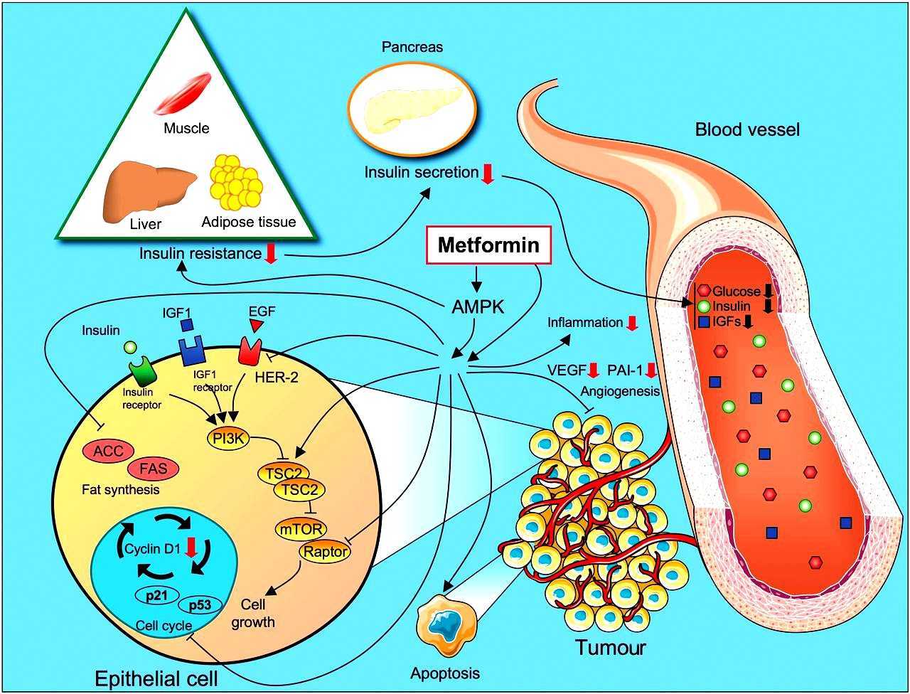 Metformin