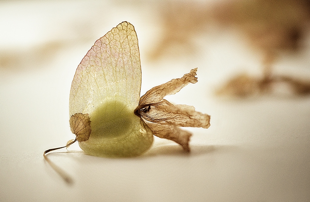 Memarie's: flowers...