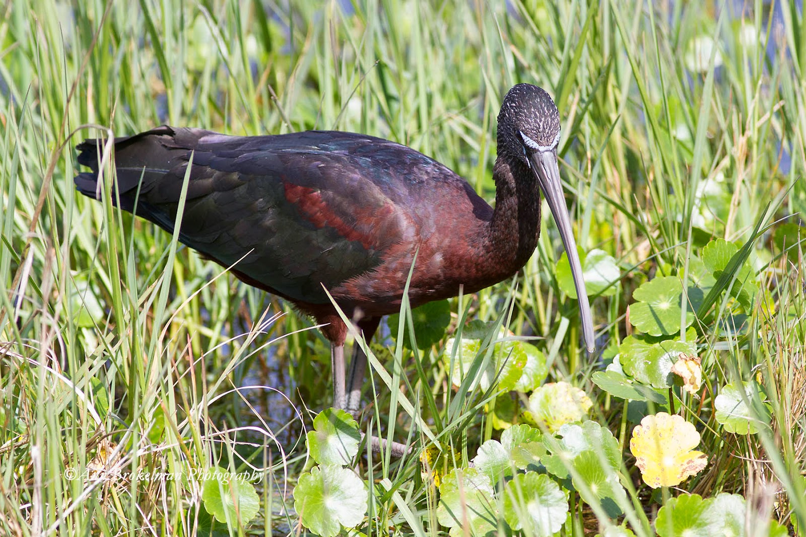 Ann Brokelman Photography: Glossy Ibis - Florida 2015