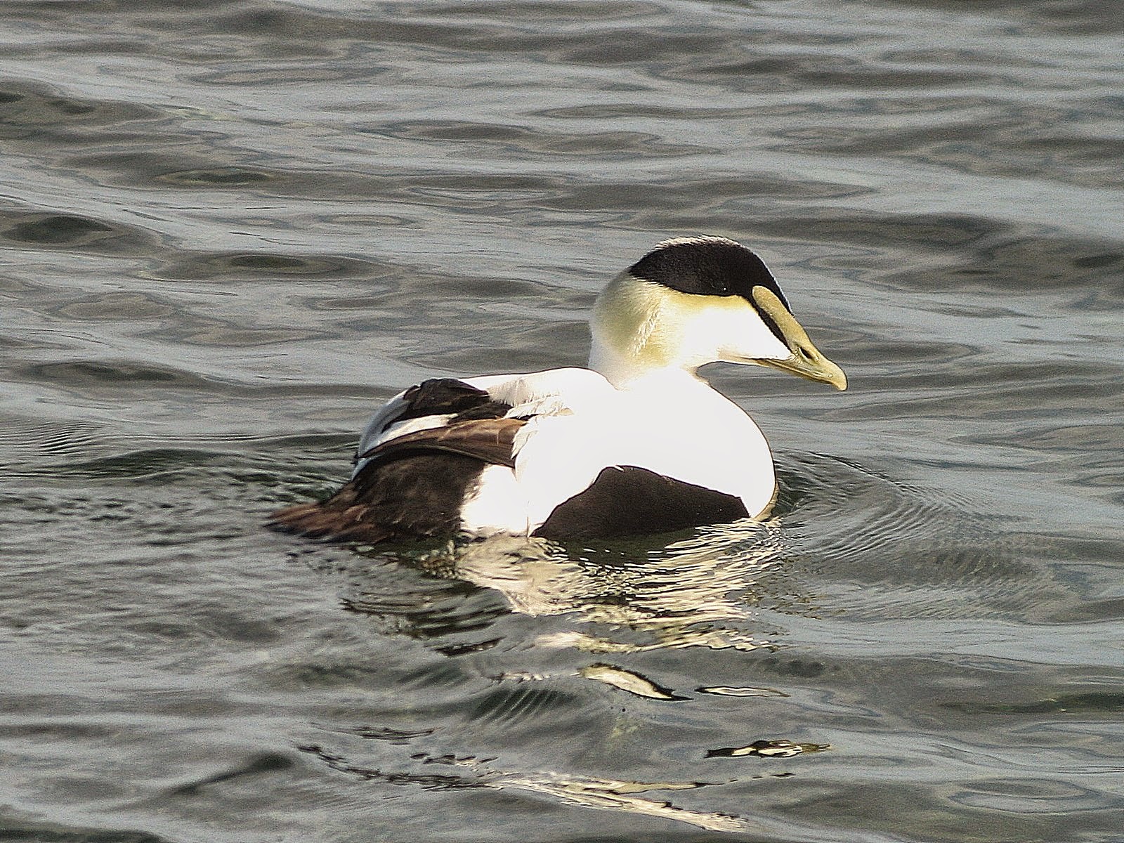 EIDER DUCK photos - wallpapers | the fun bank