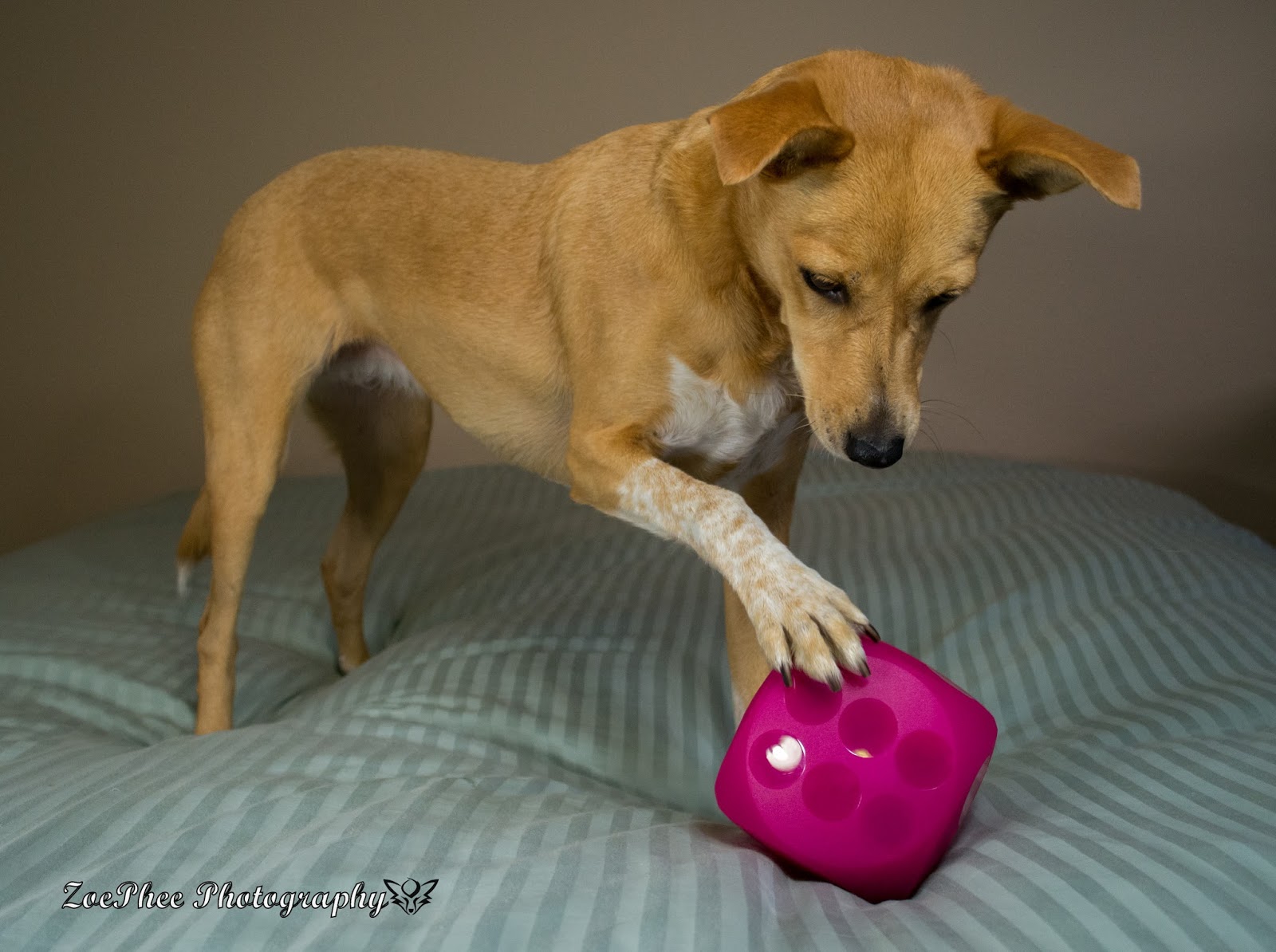 ZoePhee: Buster Food Cube Review