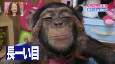 love, elizabethany: pankun the chimp and james the dog are the cutest ...
