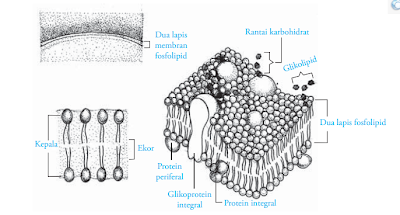 Struktur dan Fungsi Sel bag.1 | BIOLOGI