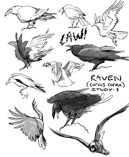 Temple: Raven study