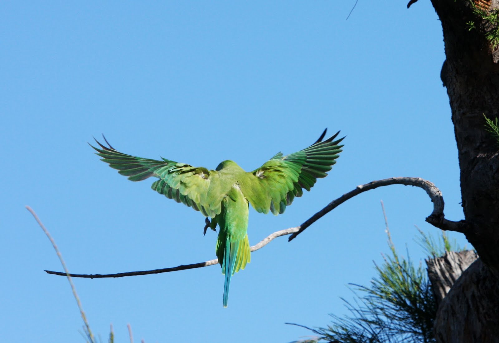Maurice Pascal et Moi: Le Cateau vert...