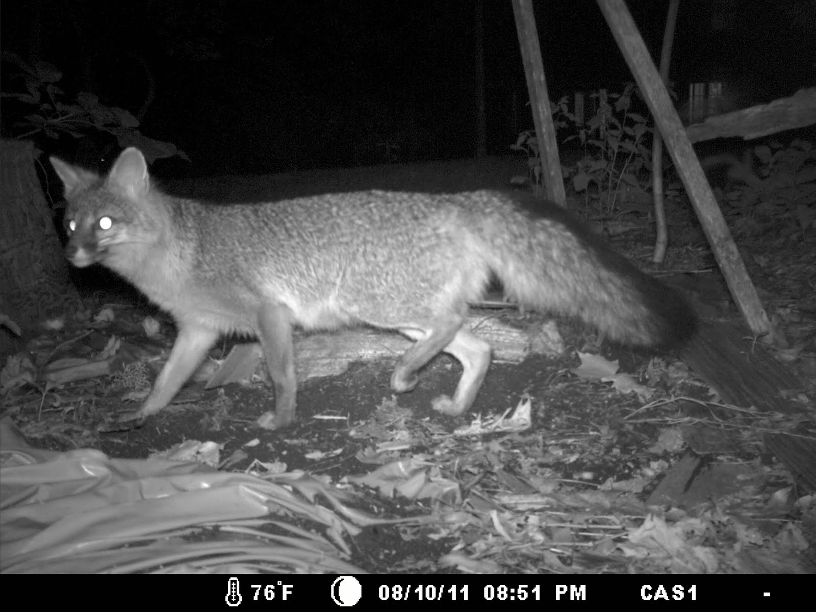 Connecticut Audubon Society: Two mammals in two days