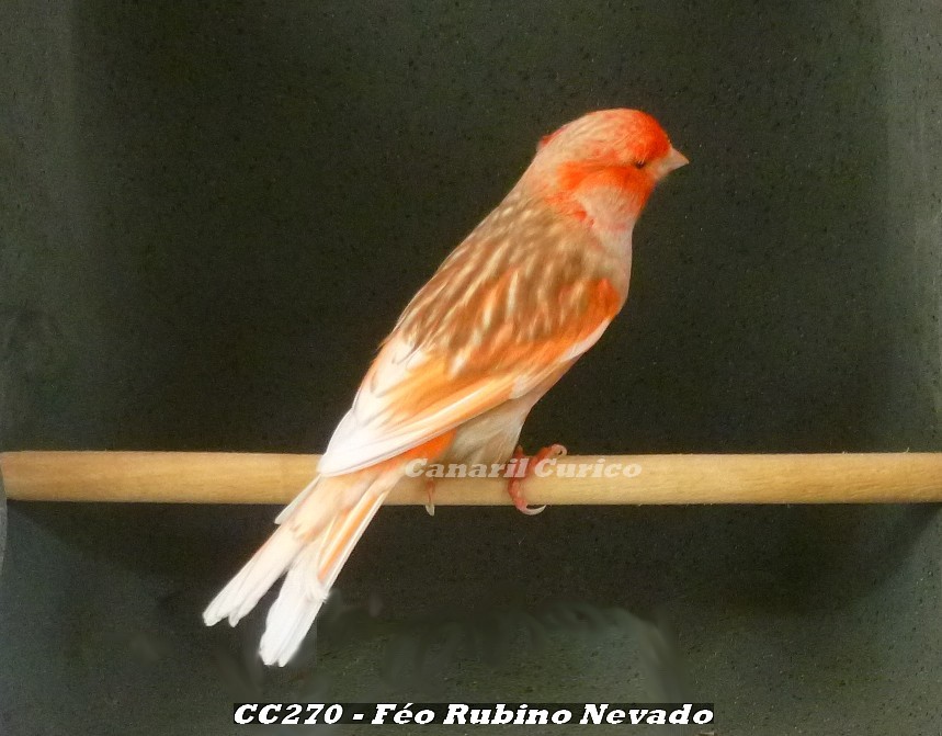 Canaril Curico - Canário de Cor: Fotos Canários