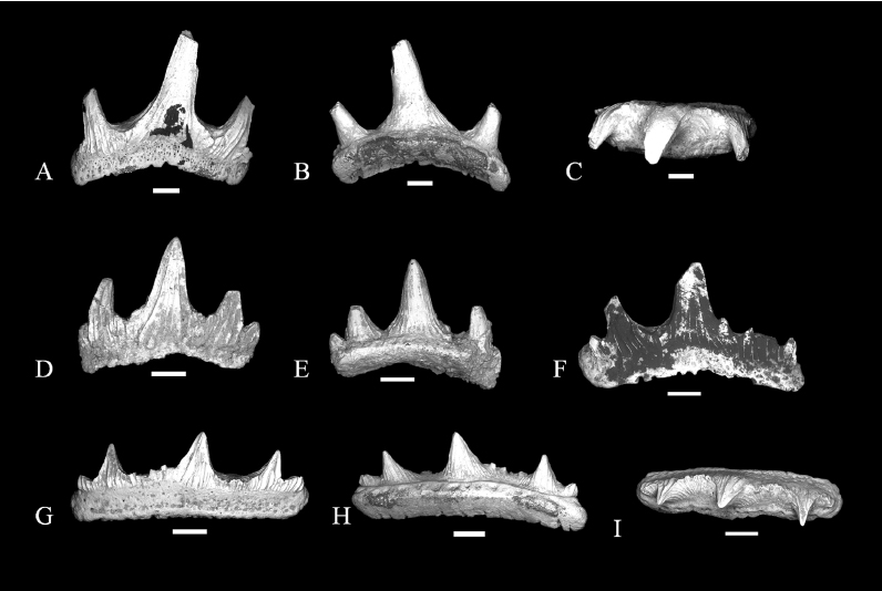 Sciency Thoughts: A Hybodont Shark from the Middle Permian of Northern ...