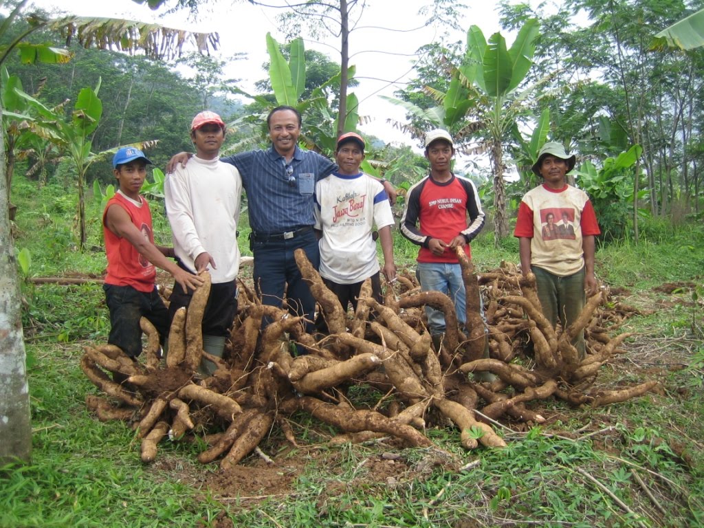 ISC Indonesian Superb Cassava