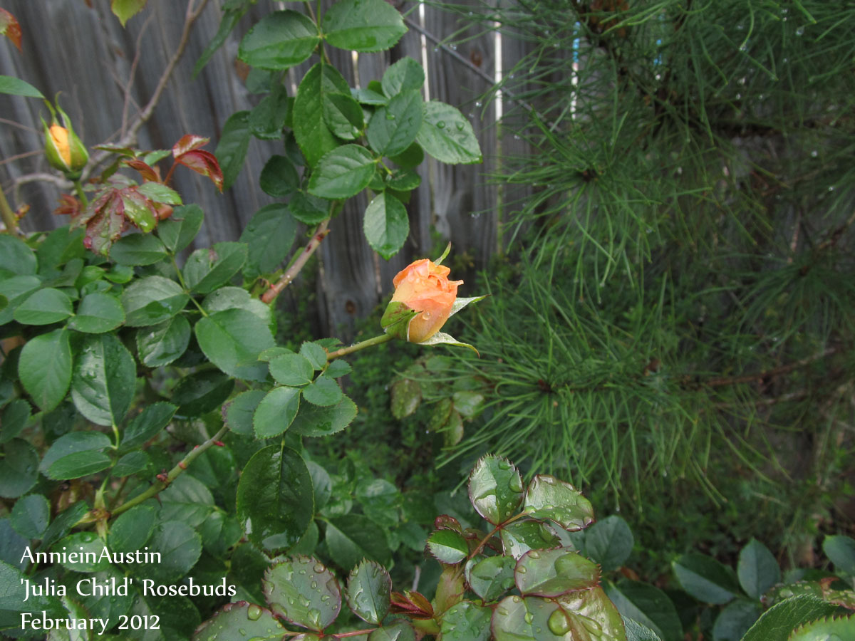 The Transplantable Rose: Garden Bloggers Bloom Day February 2012