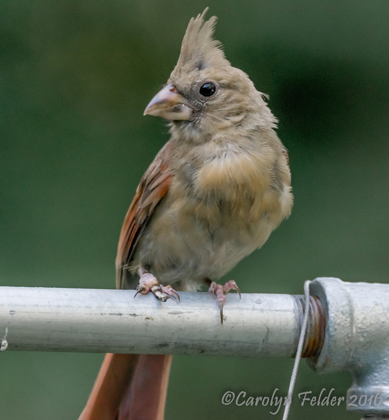 Photo Musings of a Marshwiggle - Welcome to Narnia: Bald Cardinals, Eye ...