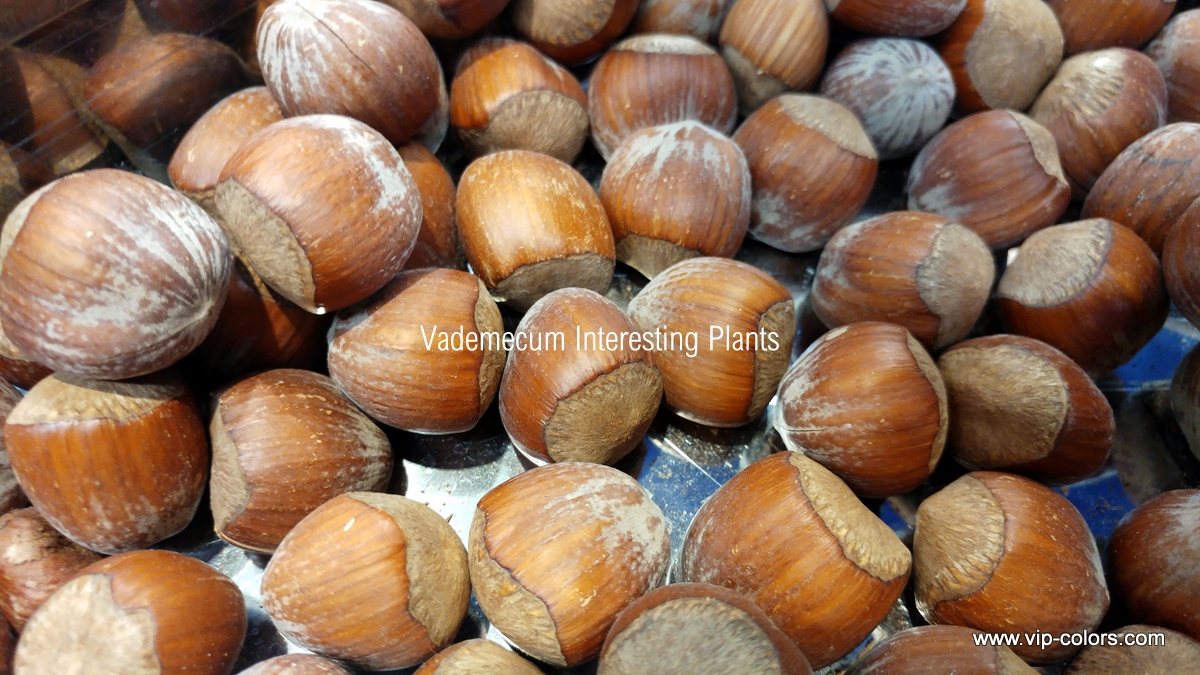 Vademecum Interesting Plants: Corylus avellana - Leszczyna pospolita ...