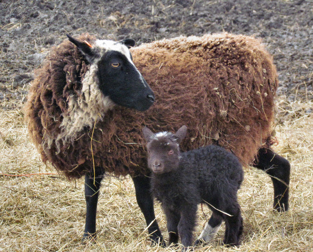 "Ewe's Have It Farm", Shetland Sheep : Reese & FIFI ewe lamb