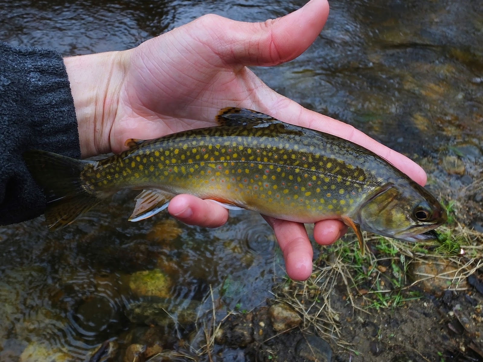 Connecticut Fly Angler: High Water Brook Trout Streamer Bite