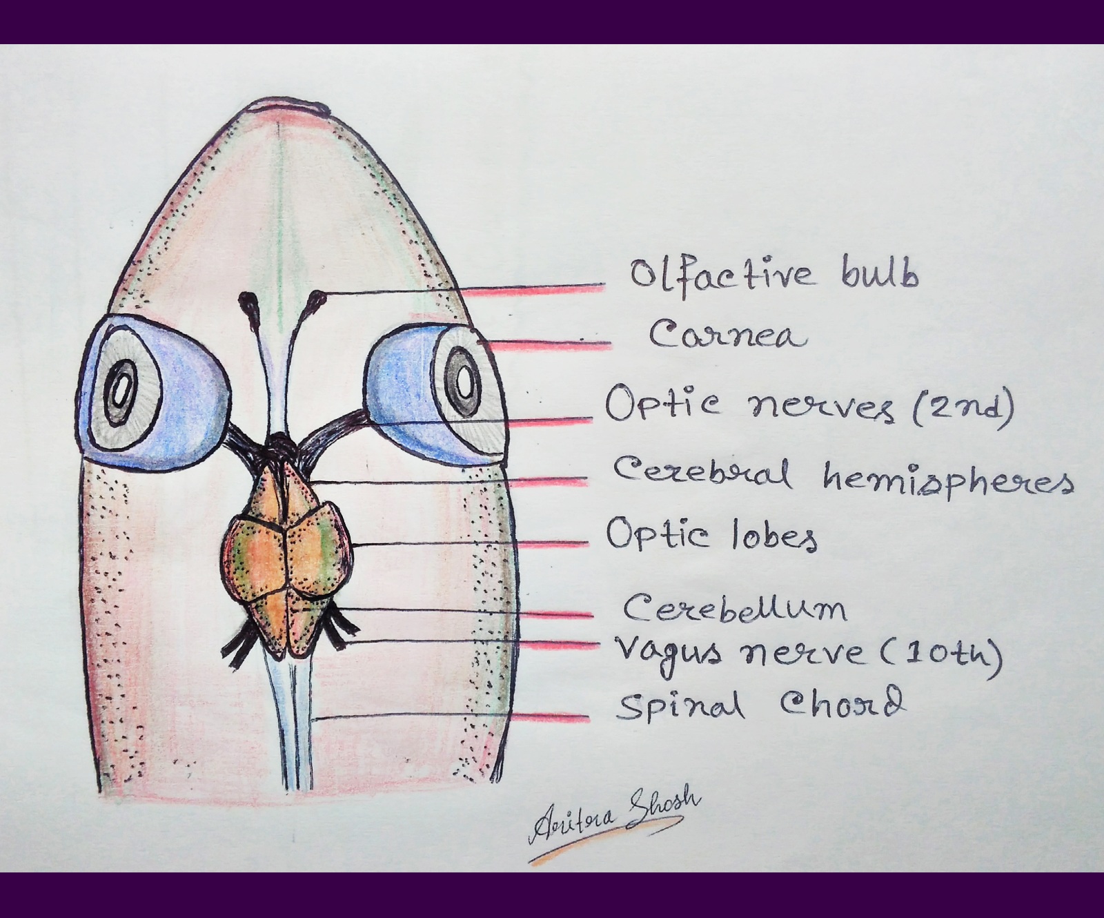 Labeo Rohita Drawing
