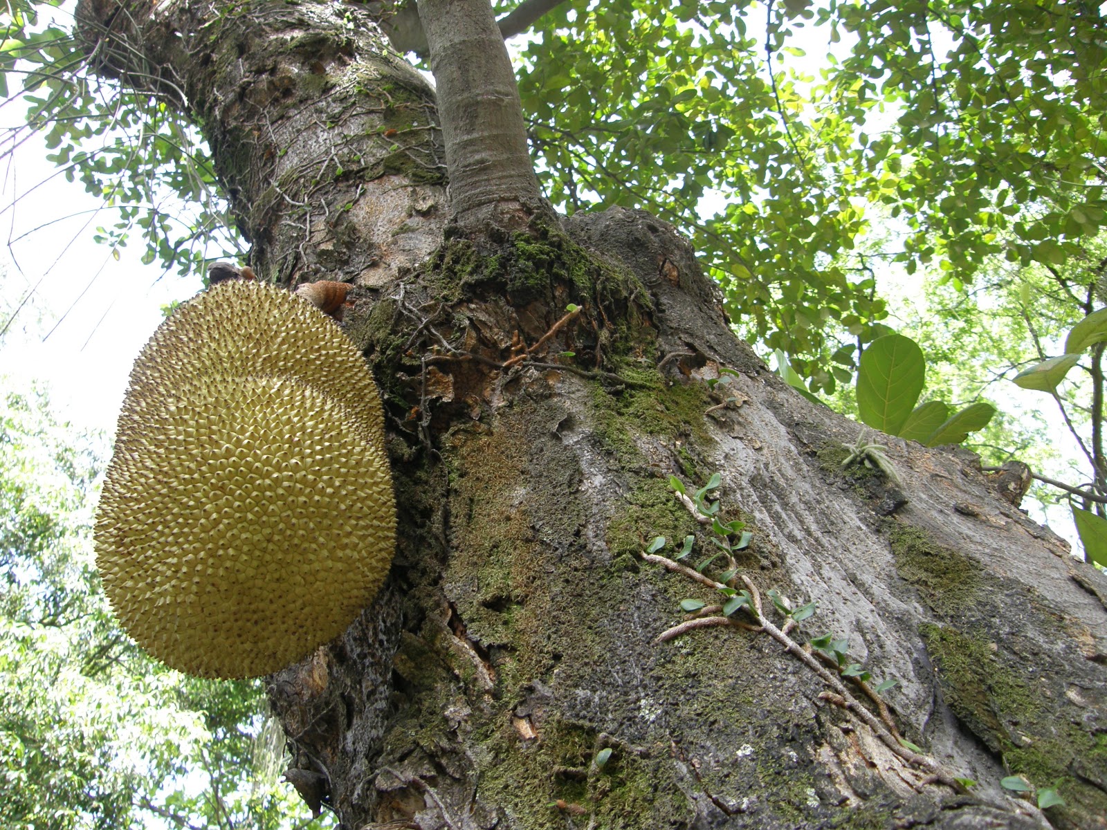 BIOFLAGRANTES*: JACA