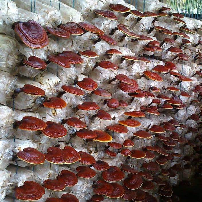 Componentes del Hongo Ganoderma Lucidum DXN