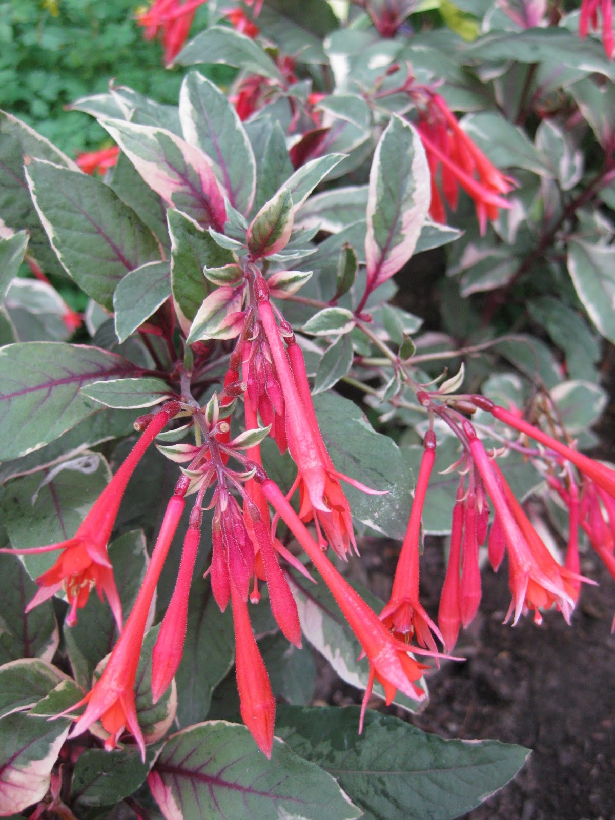 Rotary Botanical Gardens - Hort Blog: Vivid Color Out In The Gardens