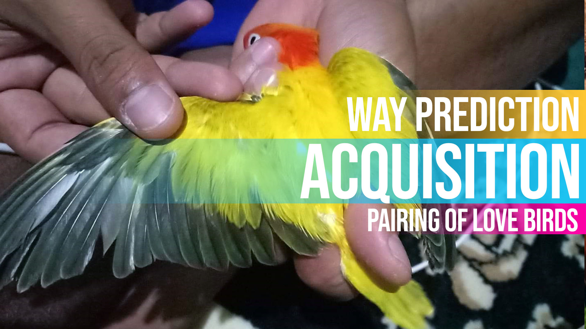 Understanding SF and DF On Lovebird Mutations - Lovebird Breeding Tips ...