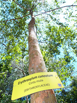 UUM Forest Treasure 1