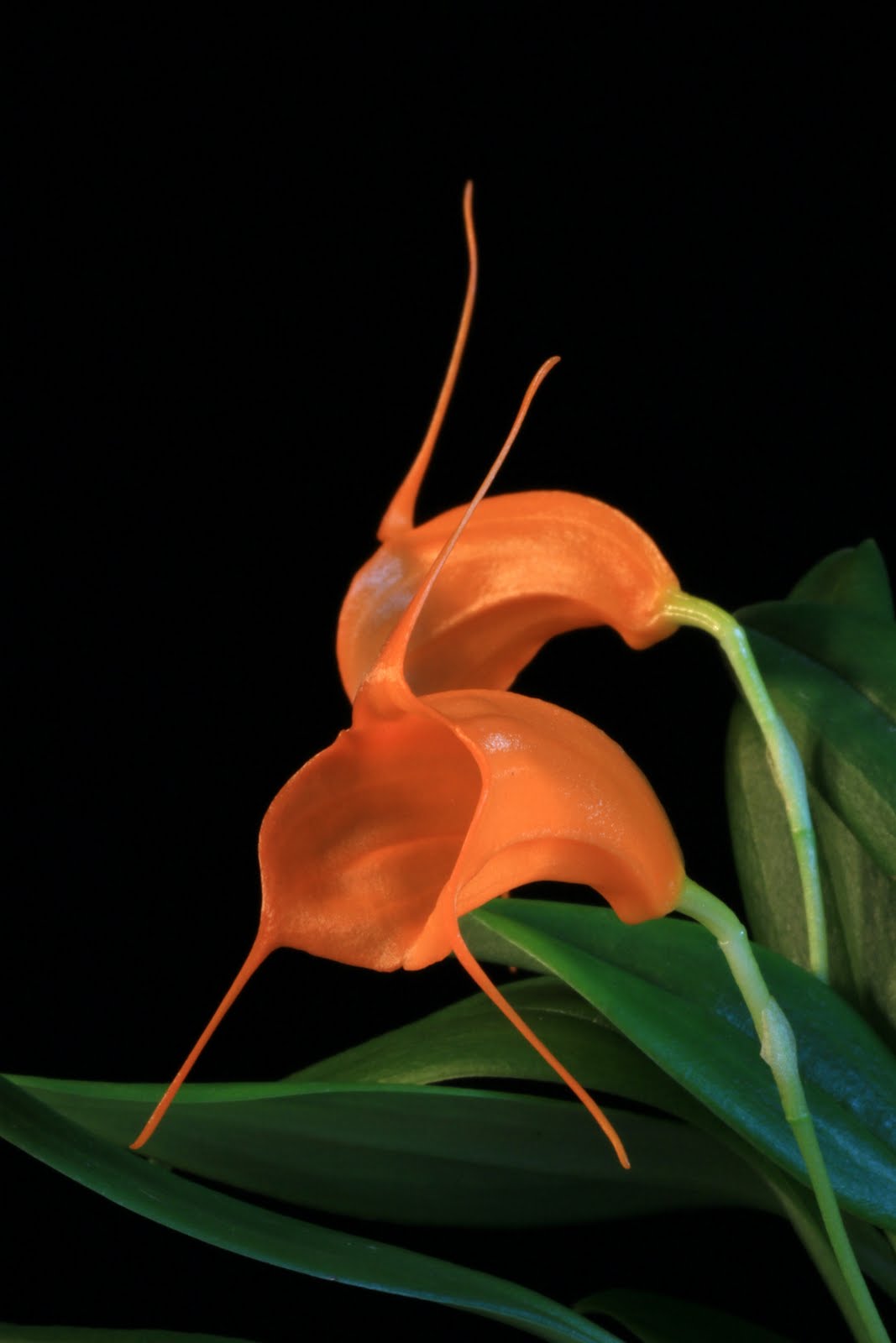 Orchids in Bloom: Saltatrices Masdevallias