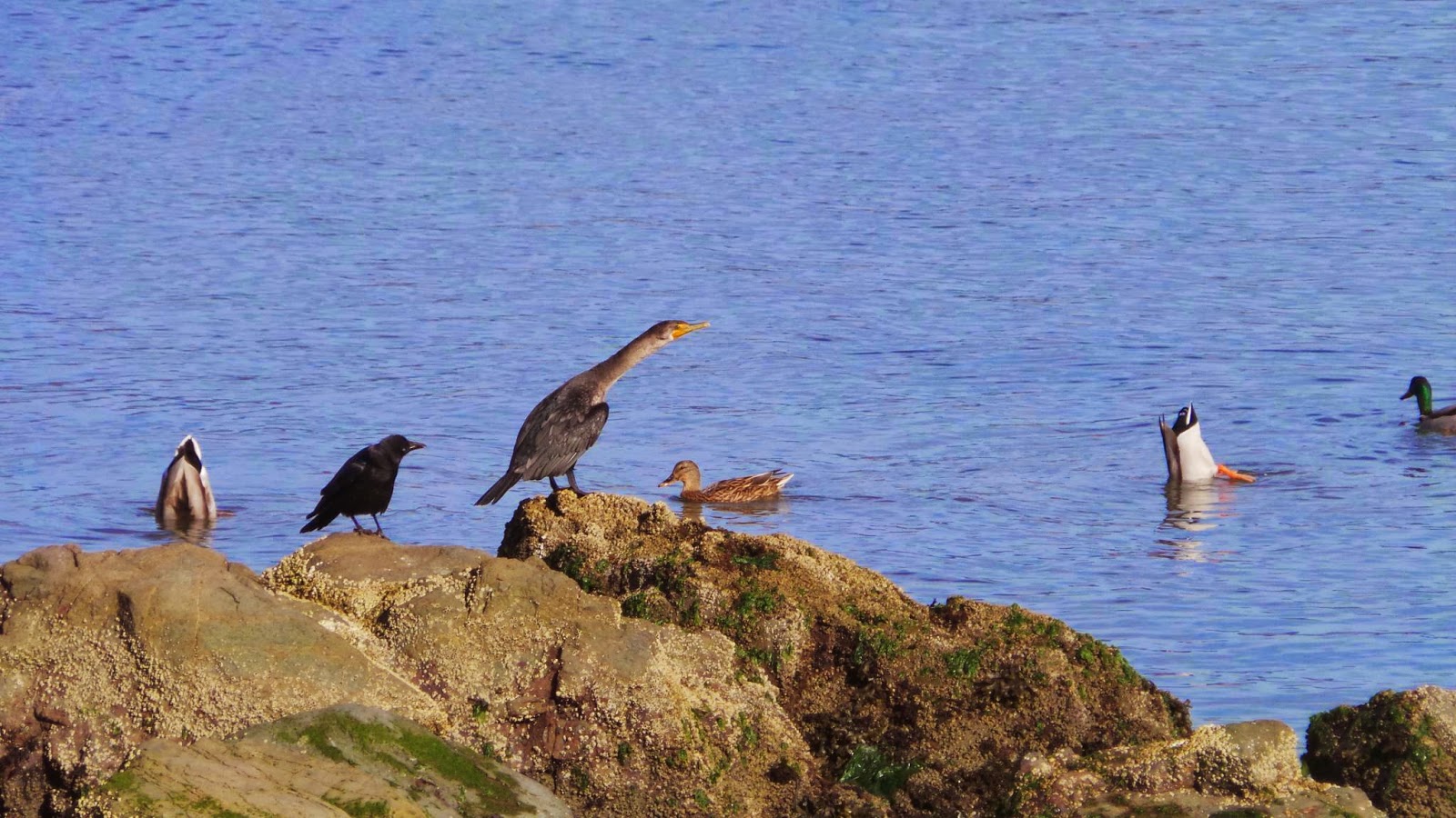 Berkeley Backyard Bird Blog: Mountain Talks Lecture: "Extraordinary ...