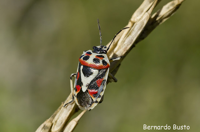 RÍA DE LA VILLA: Todavía quedan Chinches